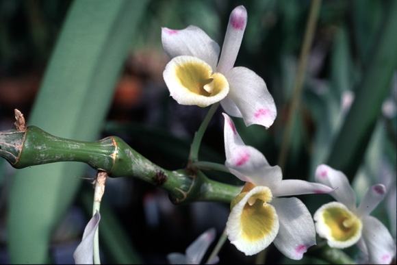 デンドロビウム ペンジュラム